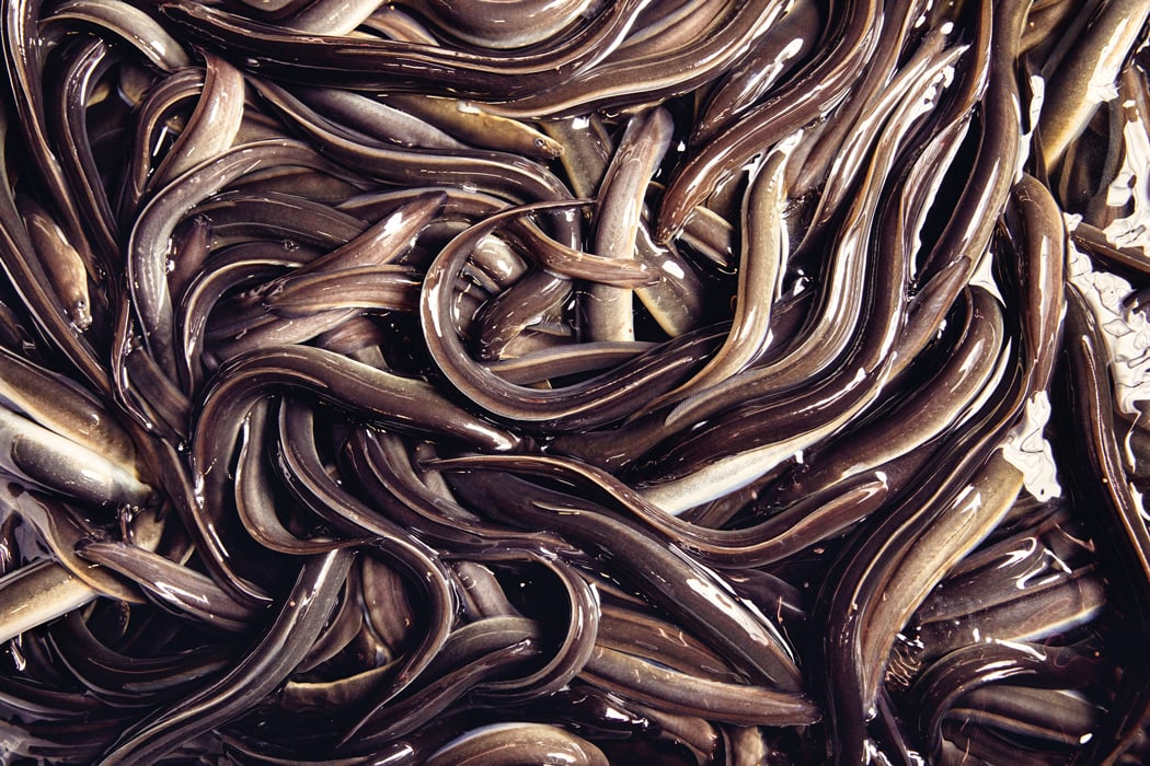 Slippery Secrets, Shadowy Figures Part 2: Monty’s Eel-y Encounter ...
